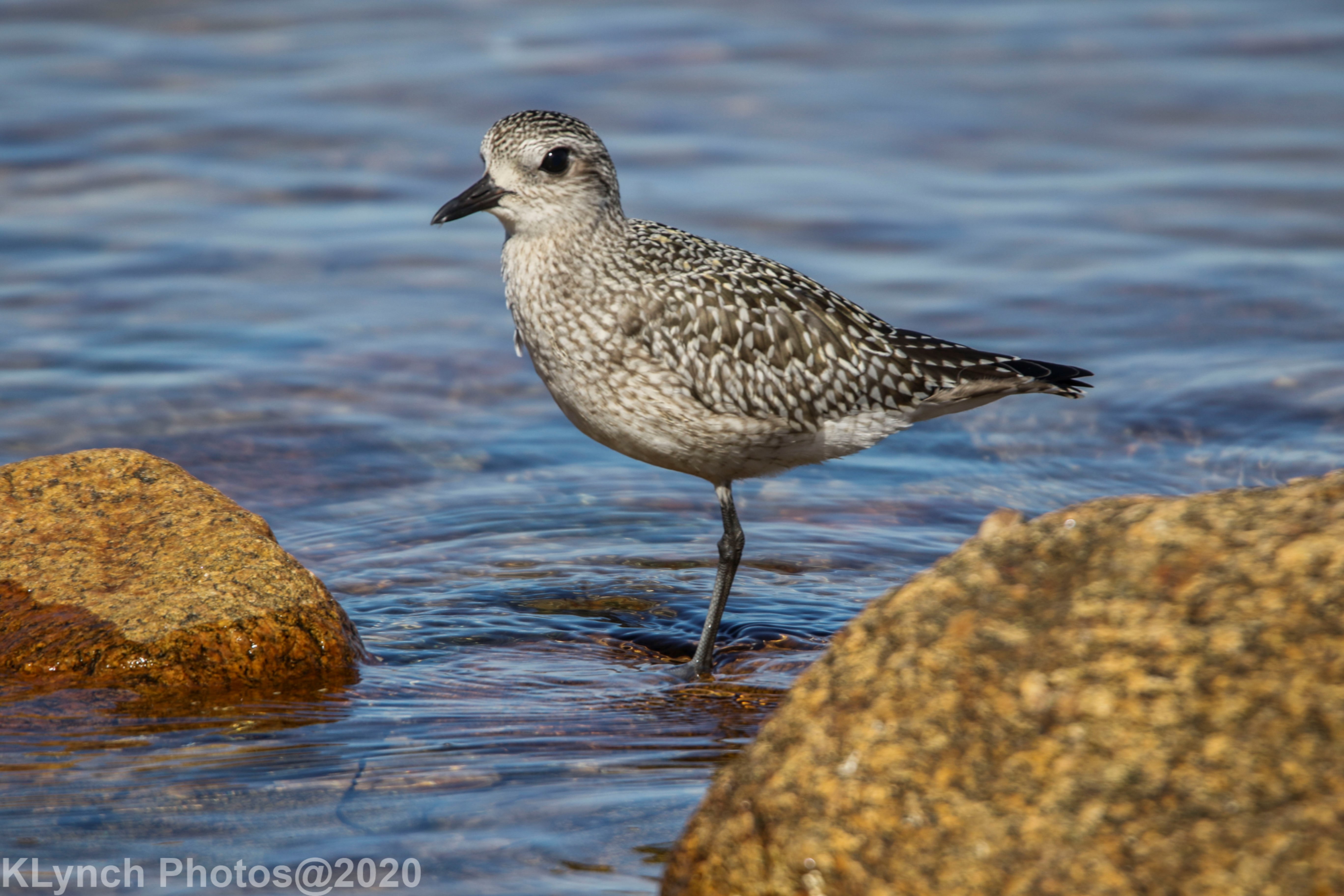 Creative Endeavors Hits The Shore – The Avocado