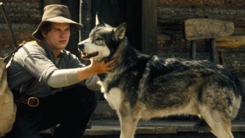 Building Entertainment: The films of the Walt Disney Studio. White Fang ...