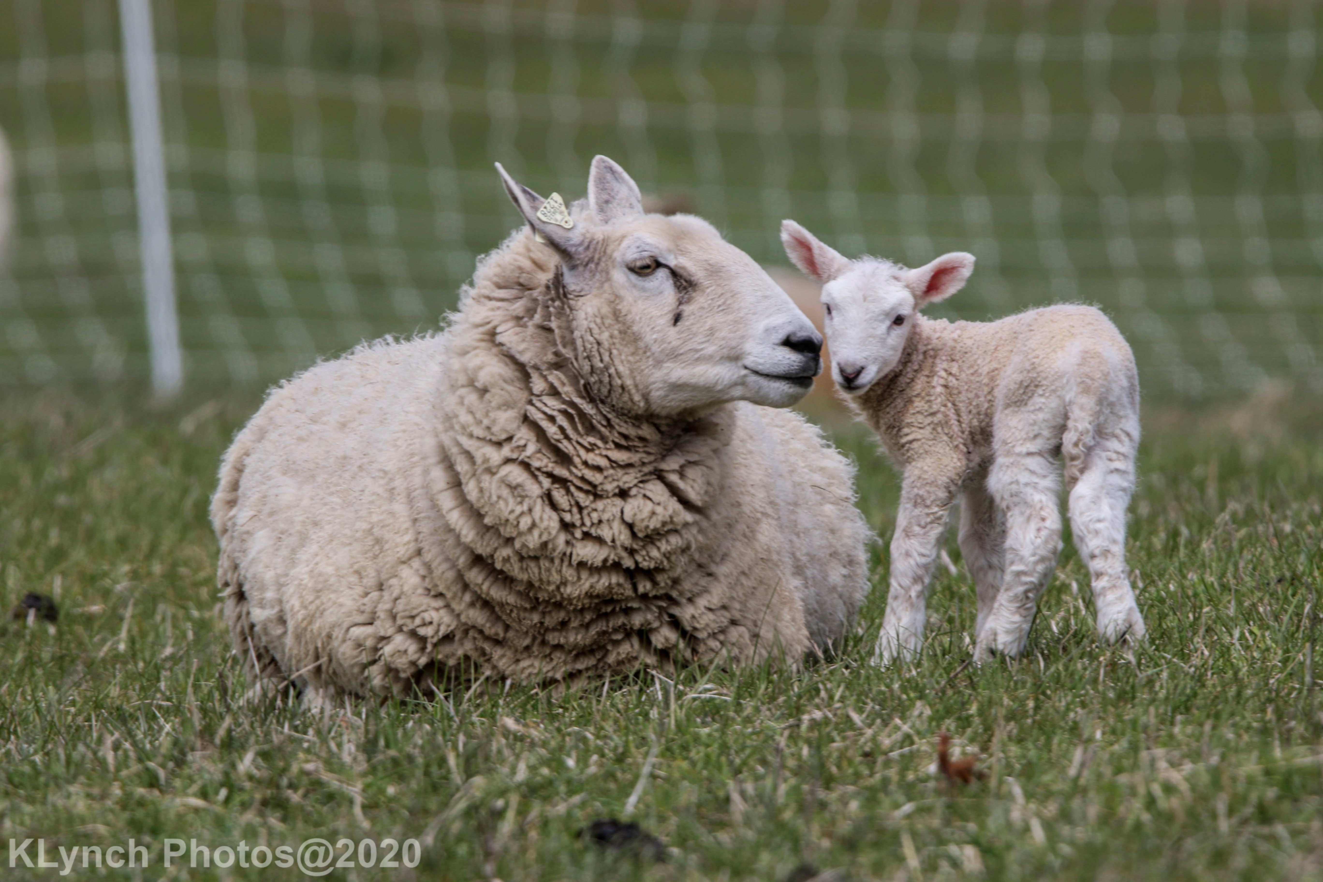 Creative Endeavors Is Sheepish – The Avocado